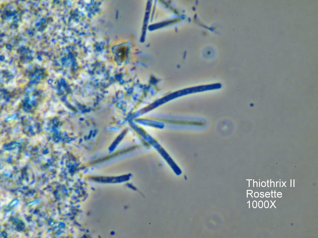 Filamentous Bacteria Gallery - 4G Environmental Corporation