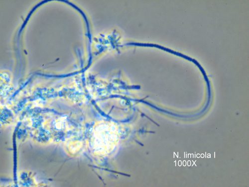Filamentous Bacteria Gallery - 4G Environmental Corporation