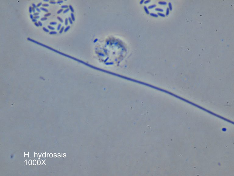 Filamentous Bacteria Gallery - 4G Environmental Corporation