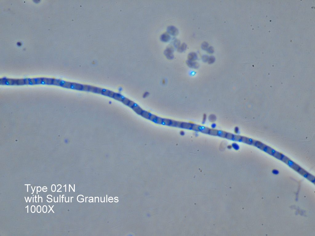Filamentous Bacteria Gallery - 4G Environmental Corporation