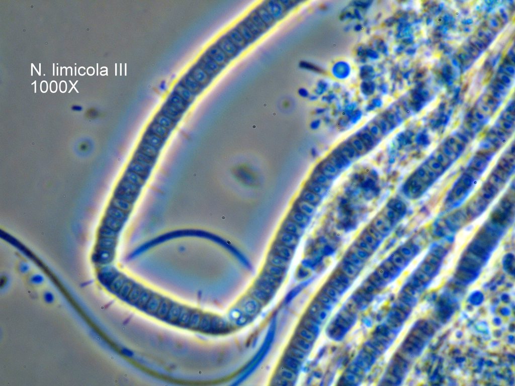 Filamentous Bacteria Gallery - 4G Environmental Corporation